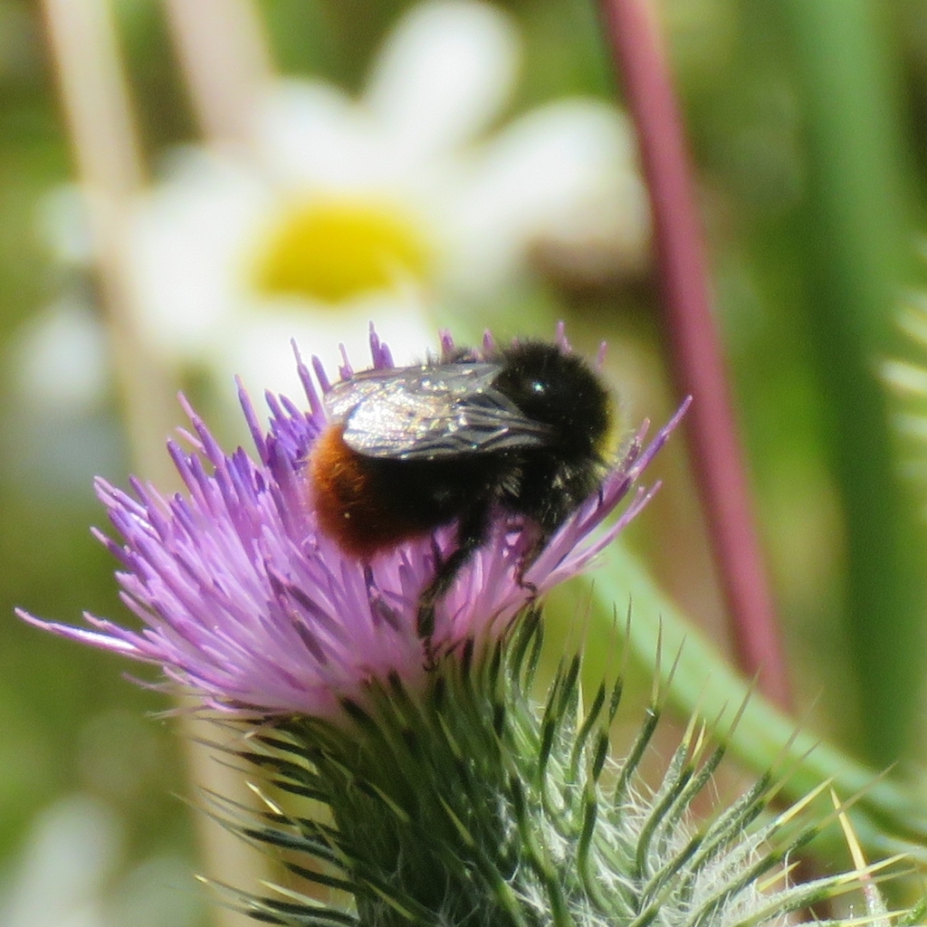 Red-tailed Bumble Bee from Dudley Zoo - Gelada Slope West on July 18 ...
