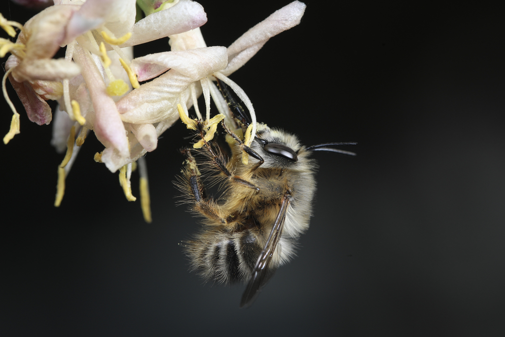 Anthophora melanognatha from 中国北京市海淀区北太平庄 邮政编码: 100088 on March 13 ...