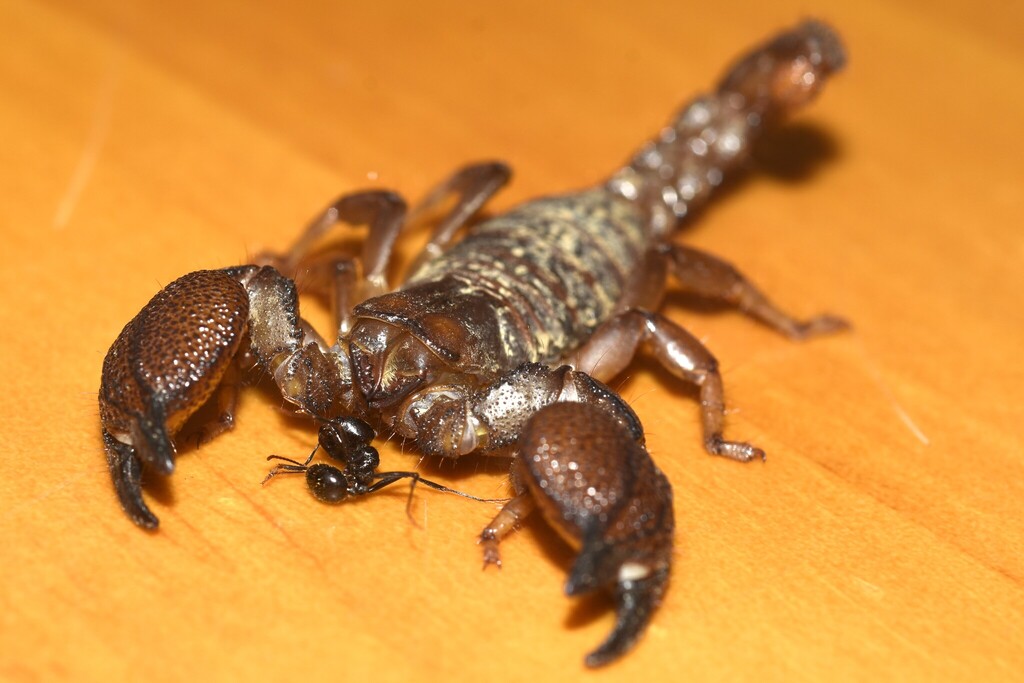 Israeli Gold Scorpion from Akerrou, Algeria on August 26, 2024 at 09:47 ...