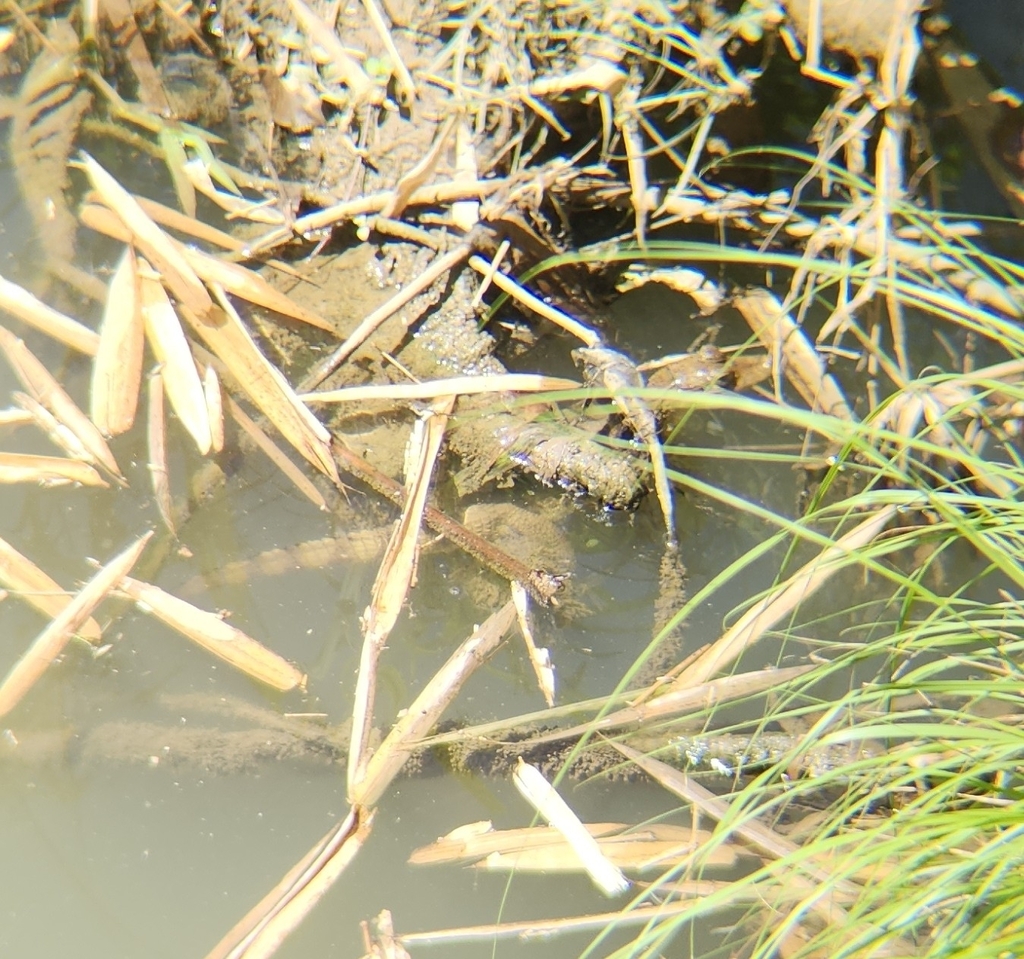 Spectacled Caiman from El Cinco, San Juan, Puerto Rico on March 20 ...