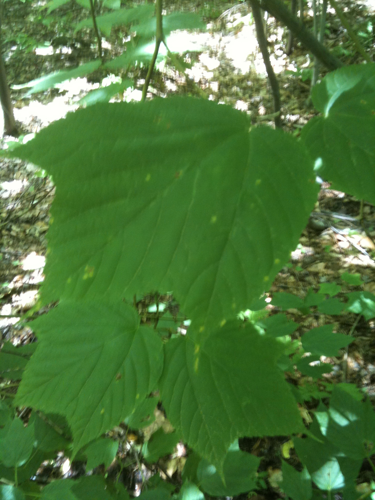 striped maple from 42.88090515136719, -72.67803955078125 on July 6 ...