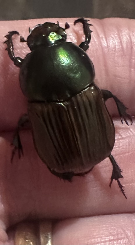 Bronze Dung Beetle from Military Rd, Neergabby, WA, AU on March 23 ...