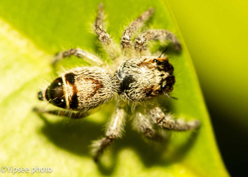 Heavy Jumper from Mae On District, Chiang Mai, Thailand on March 23 ...
