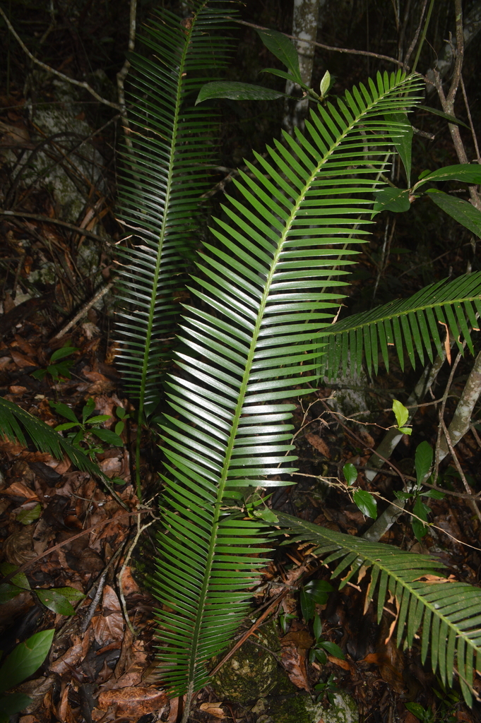 Chestnut Dioon (Dioon edule) - Botanical Realm