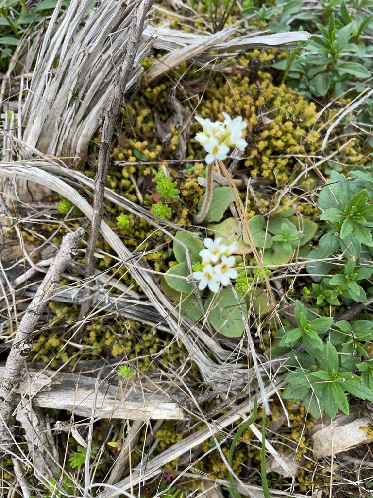 Virginia saxifrage in March 2025 by Alan Davis · iNaturalist