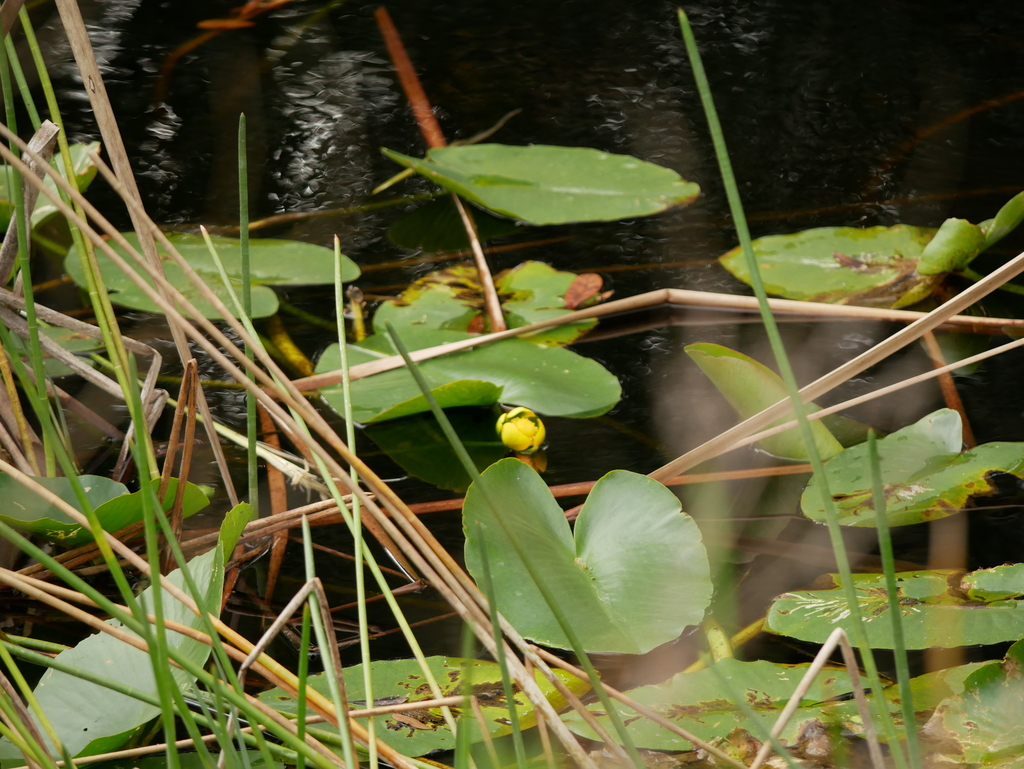 spatterdock from Indian River County, Florida, USA on December 23, 2024 ...