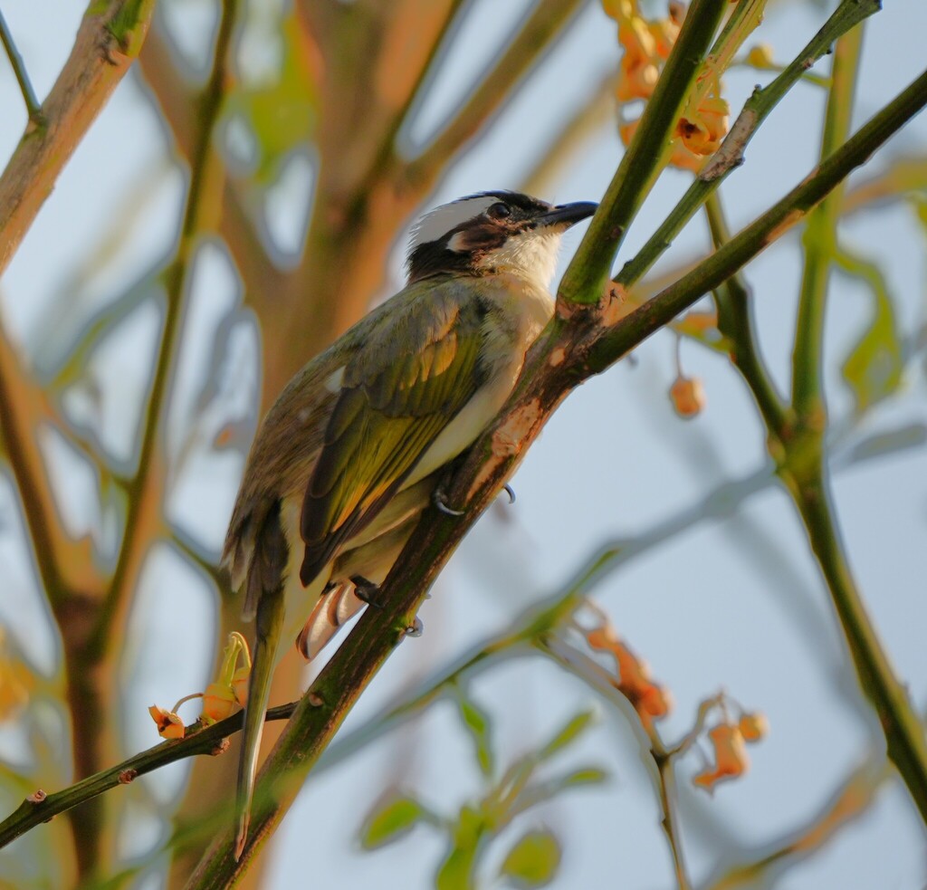 Light-vented Bulbul from 香港銅鑼灣 on March 23, 2025 at 04:49 PM by Ryan ...