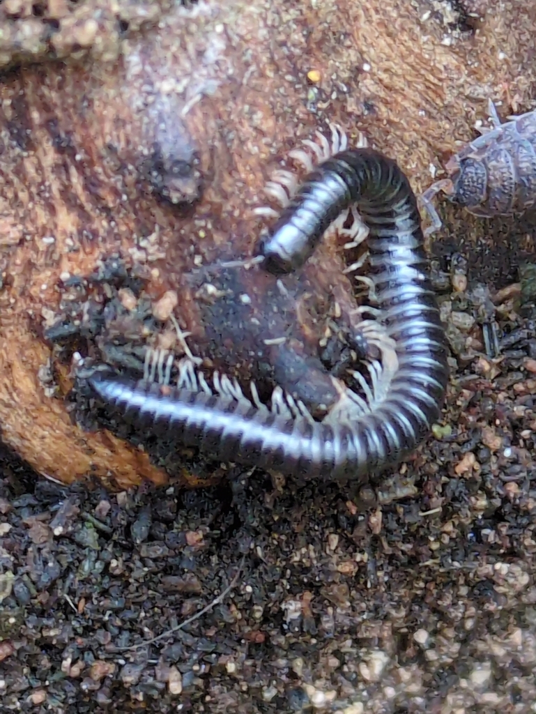 White-legged Snake Millipede from Riccall, UK on March 23, 2025 at 02: ...