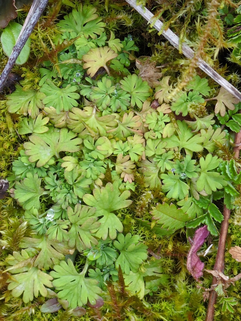Field Parsley Piert from Skipwith, Selby YO8 5SL, UK on March 23, 2025 ...