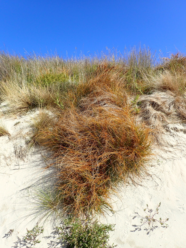 pingao (Golden Bay Bio Go species) · iNaturalist