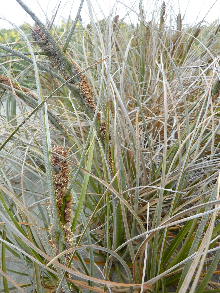 pingao (Golden Bay Bio Go species) · iNaturalist