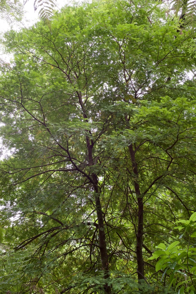 Miro (Golden Bay Bio Go species) · iNaturalist