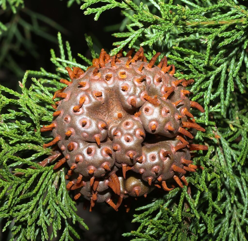 Cedar-apple rust from Larue County, KY, USA on March 16, 2025 by lynath ...