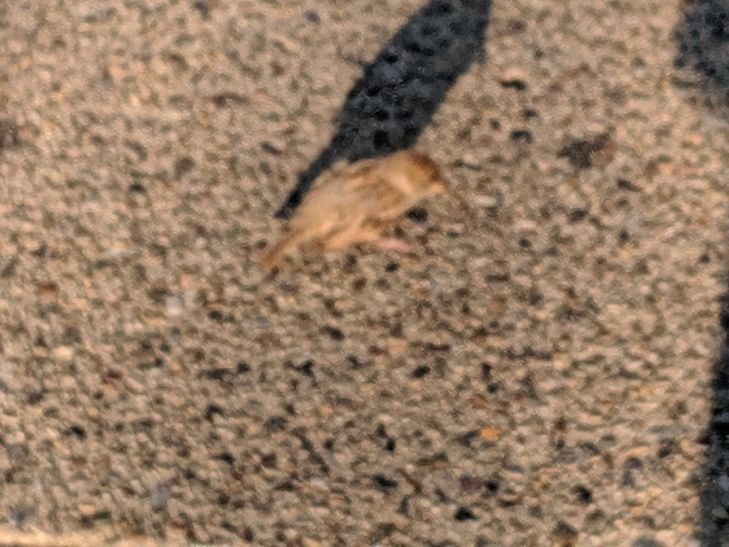 House Sparrow from Philadelphia, PA, USA on August 11, 2019 at 07:01 PM ...