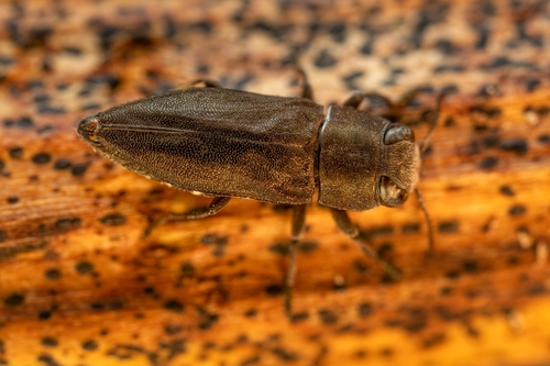 Anthaxia mahuto · iNaturalist