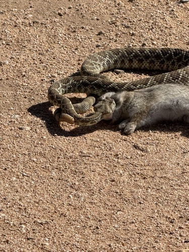 Mojave Rattlesnake (Crotalus scutulatus) - Snakes and Lizards