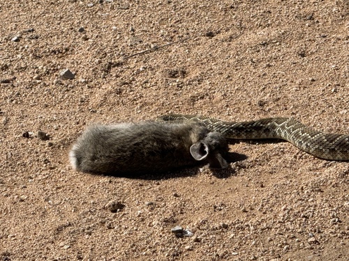 Mojave Rattlesnake (Crotalus scutulatus) - Snakes and Lizards