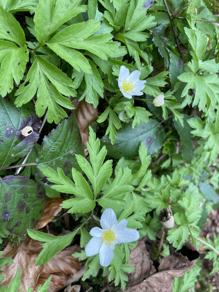 wood anemone from Penllyn, Cowbridge, Wales, GB on March 23, 2025 at 11 ...