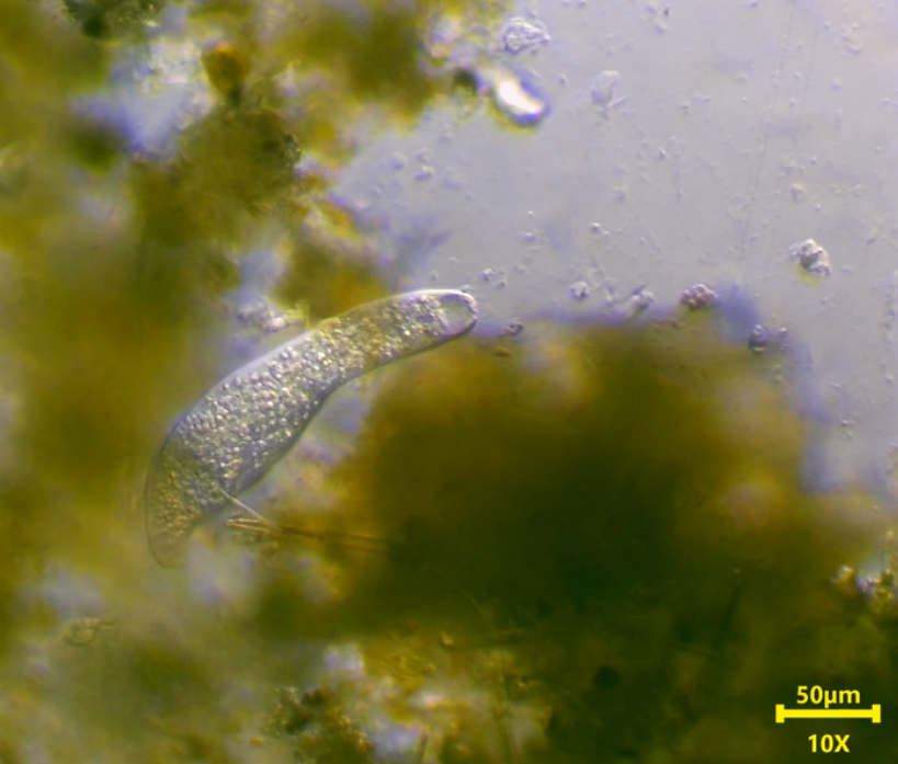 Spathidiidae from Chester County, PA, USA on March 23, 2025 at 12:38 PM ...