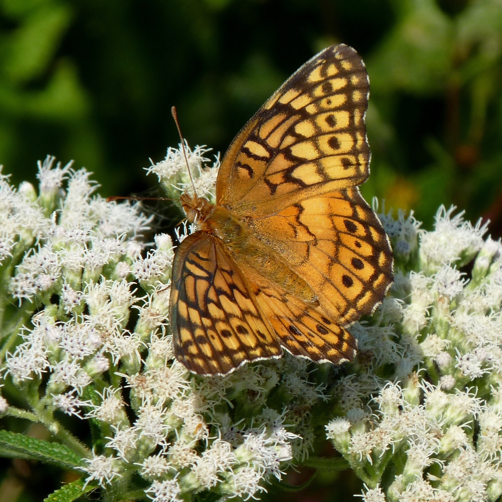 Variegated Fritillary (Wildlife and Wildflowers of Texas - Moths ...