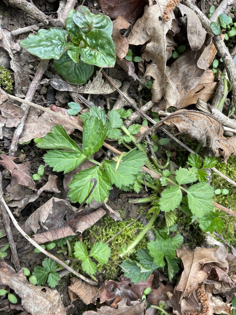 Wood Avens from Llangan, Bridgend, Wales, GB on March 23, 2025 at 01:46 ...