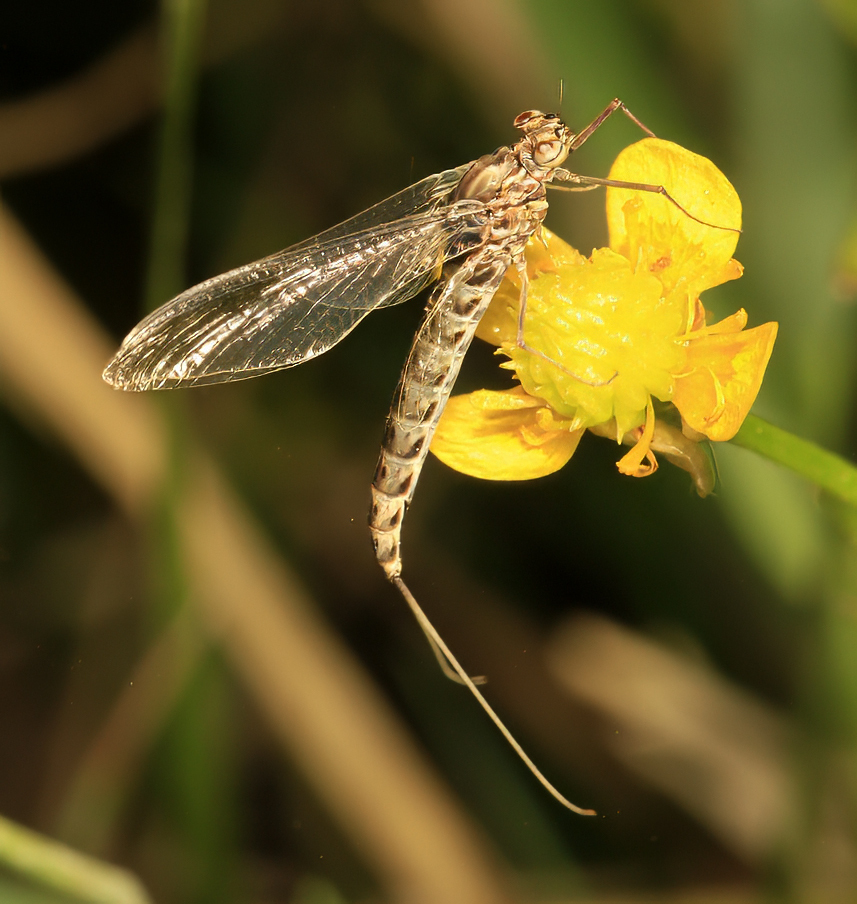 Burrowing Mayflies from Teton County, WY, USA on June 30, 2012 at 01:25 ...
