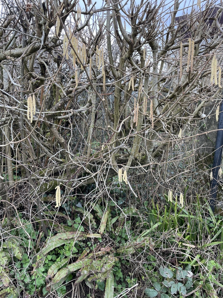 common hazel from Preswylfa, Bridgend, Wales, GB on March 23, 2025 at ...