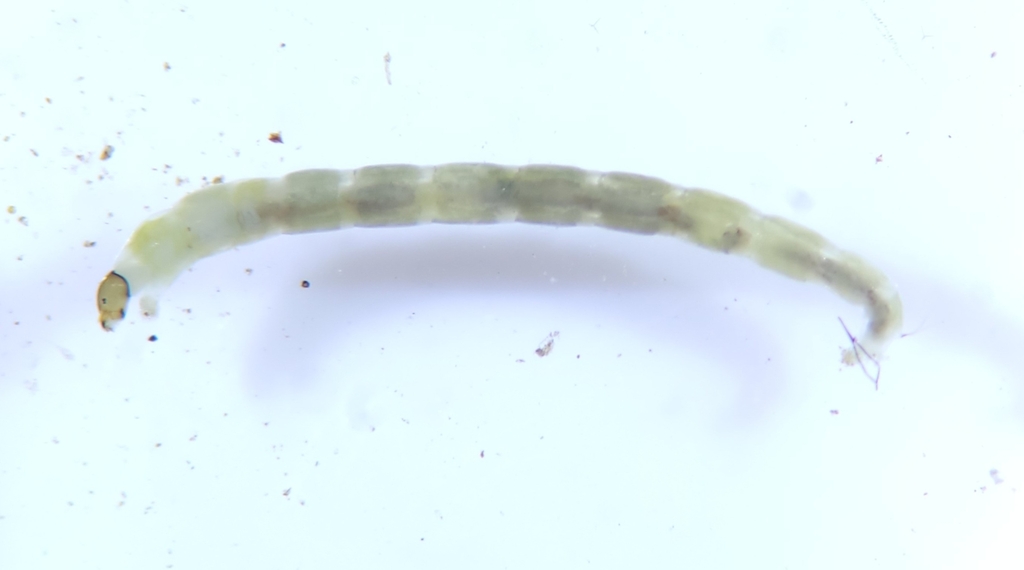 Orthocladius from Dickerson, MD 20842, USA on March 18, 2025 at 01:40 ...