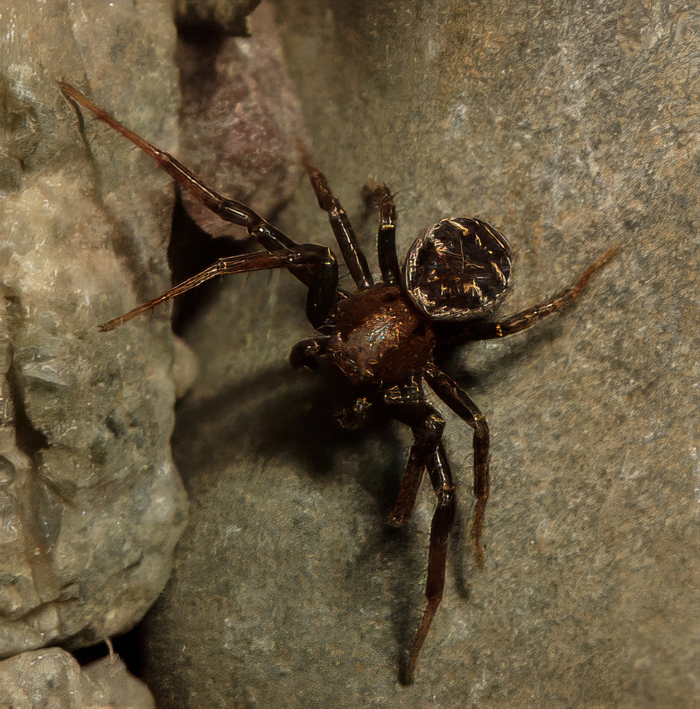 Ground Crab Spiders from Park County, MT, USA on July 1, 2012 at 01:59 ...