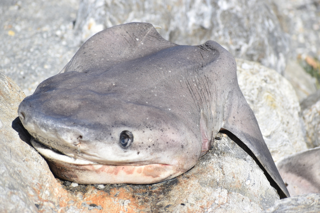 Broadnose Sevengill Shark from Jackson Bay 7886, New Zealand on March ...