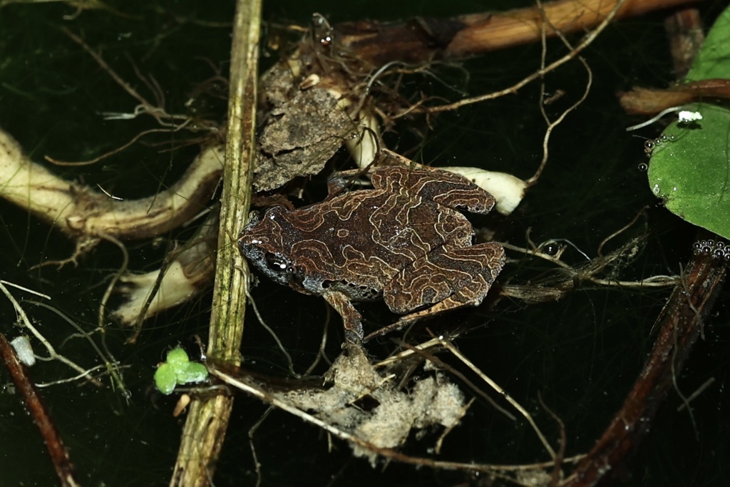 Beilun Pygmy Frog in March 2025 by Alex Pintsen JIN · iNaturalist