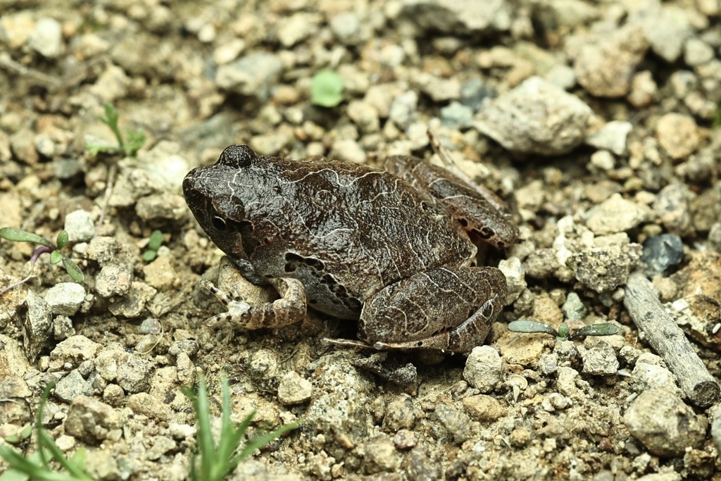 Beilun Pygmy Frog in March 2025 by Alex Pintsen JIN · iNaturalist