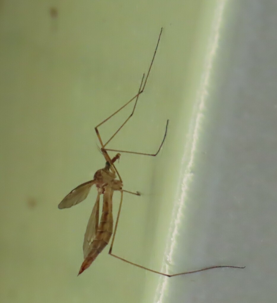 Common Crane Flies from Sugar Land, TX, USA on March 22, 2025 at 09:13 ...