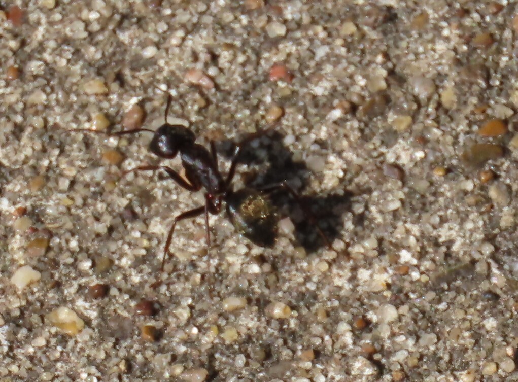 Eastern Black Carpenter Ant from Sugar Land, TX, USA on March 22, 2025 ...