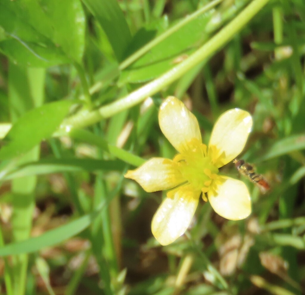 Early Buttercup from Sugar Land, TX, USA on March 22, 2025 at 10:59 AM ...