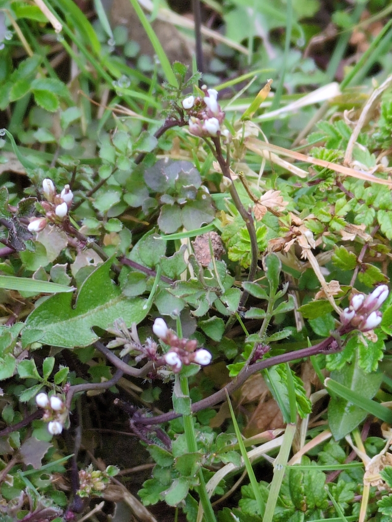 Bittercresses and Toothworts from Selby YO19 6LJ, UK on March 23, 2025 ...