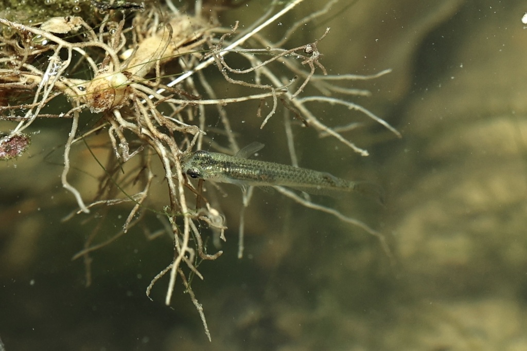 Chinese rice fish from Ningbo, CN-ZJ, CN on March 23, 2025 at 11:43 PM ...