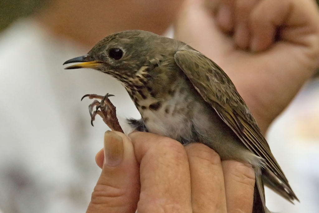 Gray-cheeked Thrush from Dutch Gap Conservation Area, Chesterfield ...