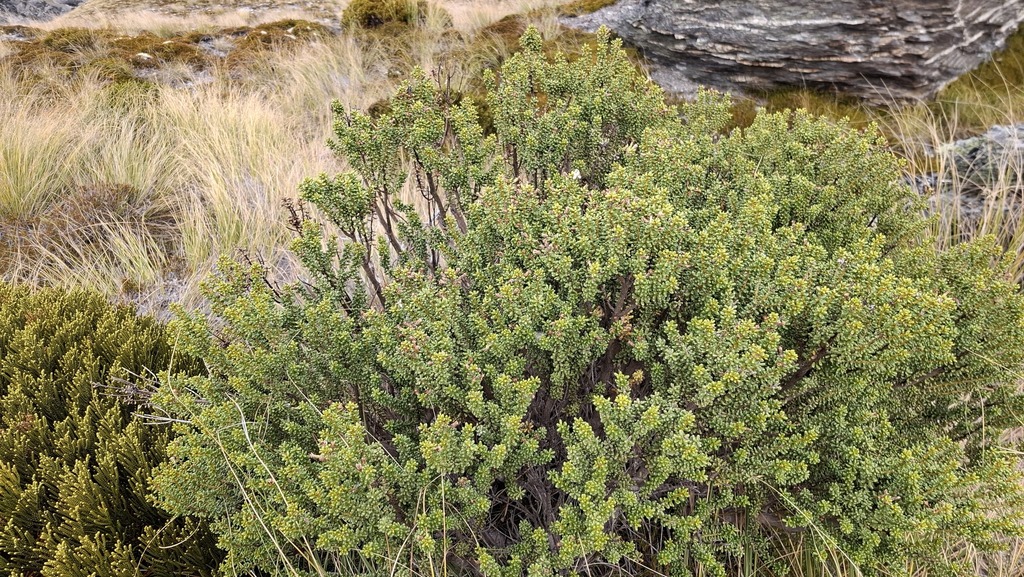 Olearia cymbifolia from Waikerikeri, New Zealand on March 1, 2025 at 02 ...