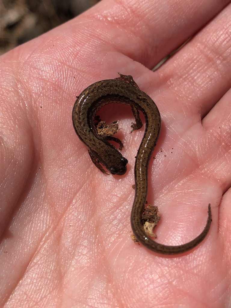 coastal plain dwarf salamander from Metter, GA, US on March 23, 2025 at ...