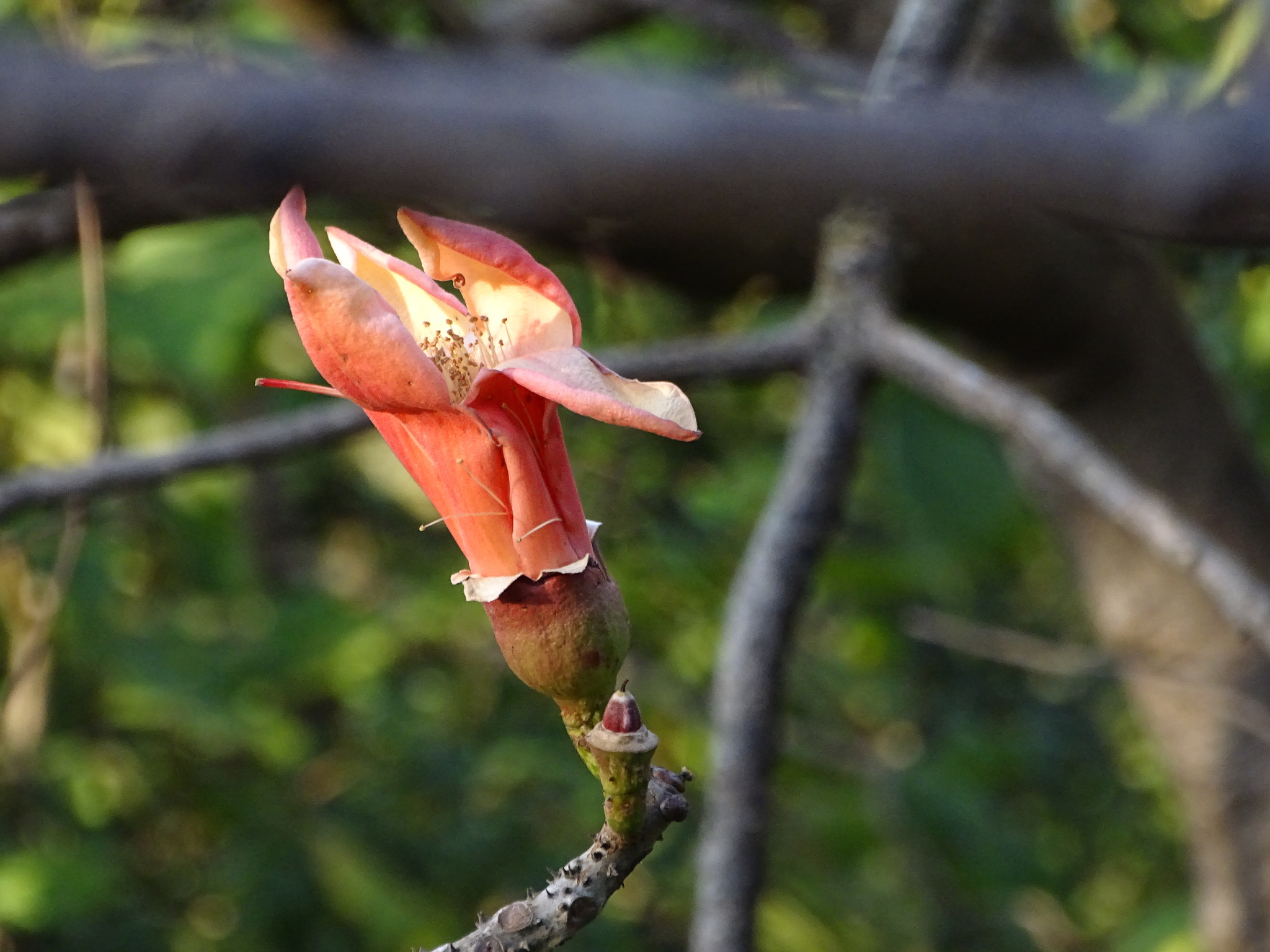 Bombax insigne Wall.