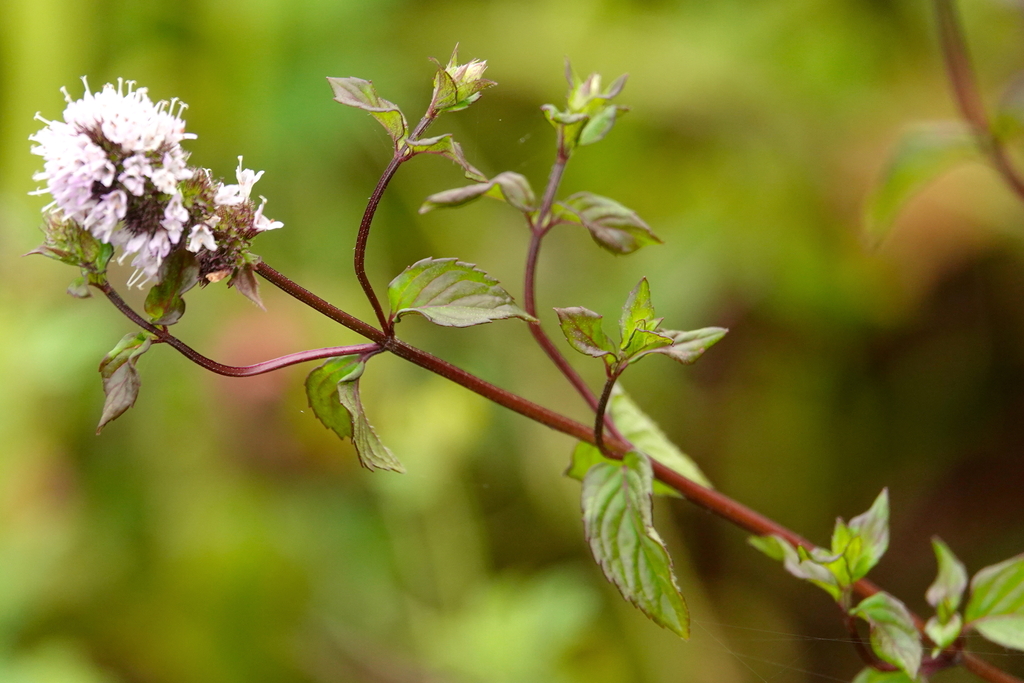 Peppermint from Lake Sammamish State Park area, King County, WA, USA on ...