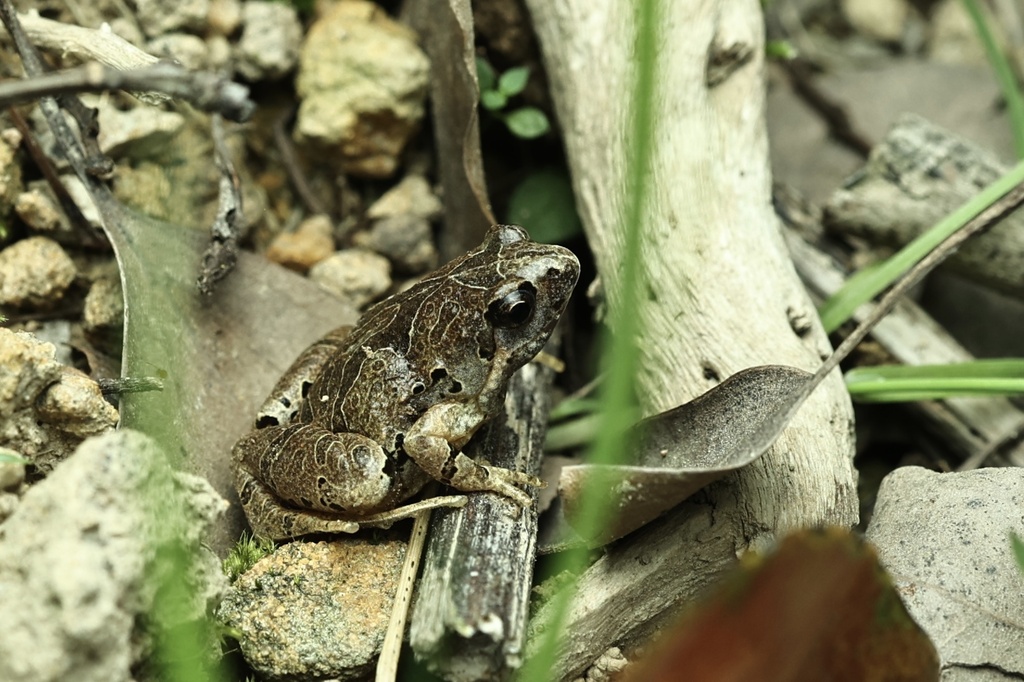 Beilun Pygmy Frog in March 2025 by Alex Pintsen JIN · iNaturalist