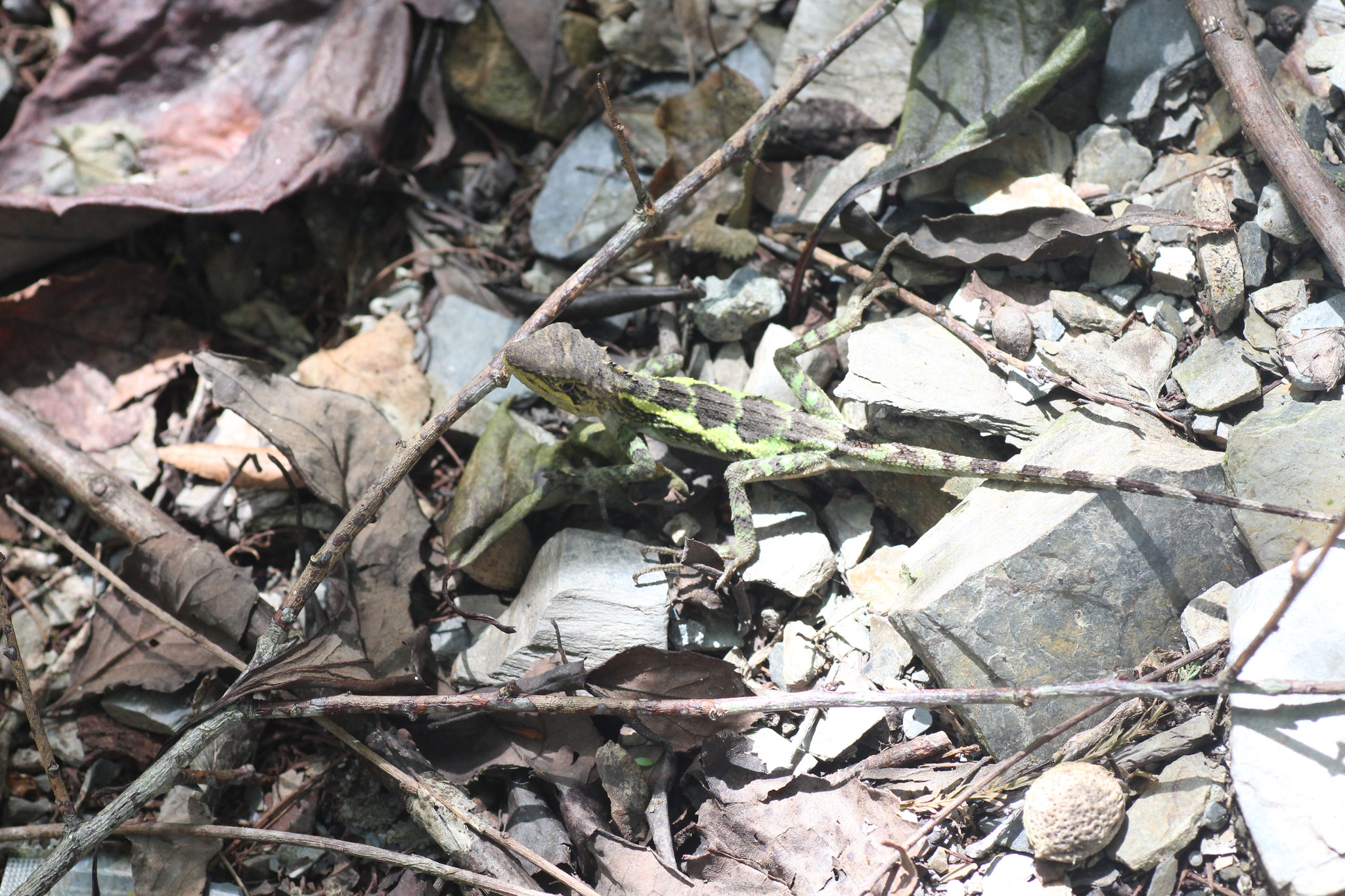 Diploderma brevipes (Gressitt, 1936)