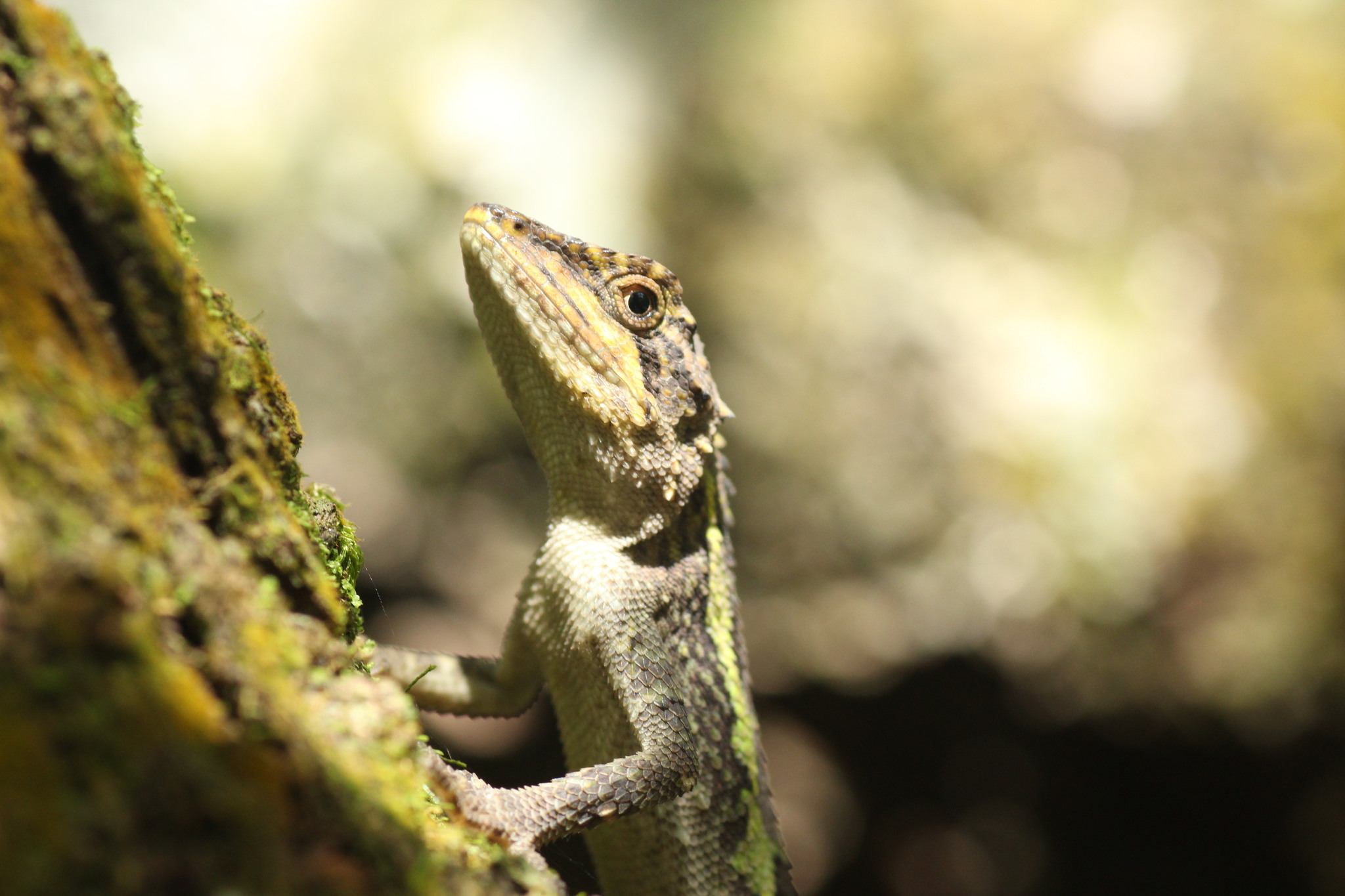 Diploderma brevipes (Gressitt, 1936)