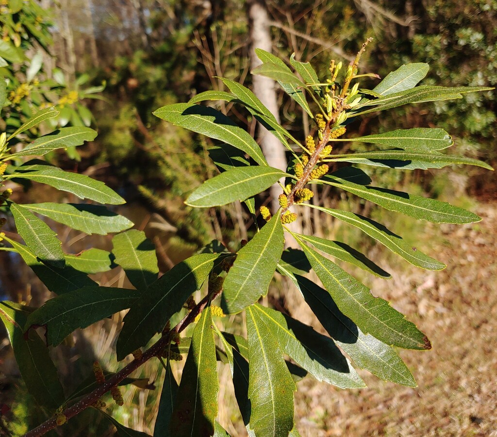wax myrtle from Mountain Park, GA, USA on March 23, 2025 at 09:19 AM by ...