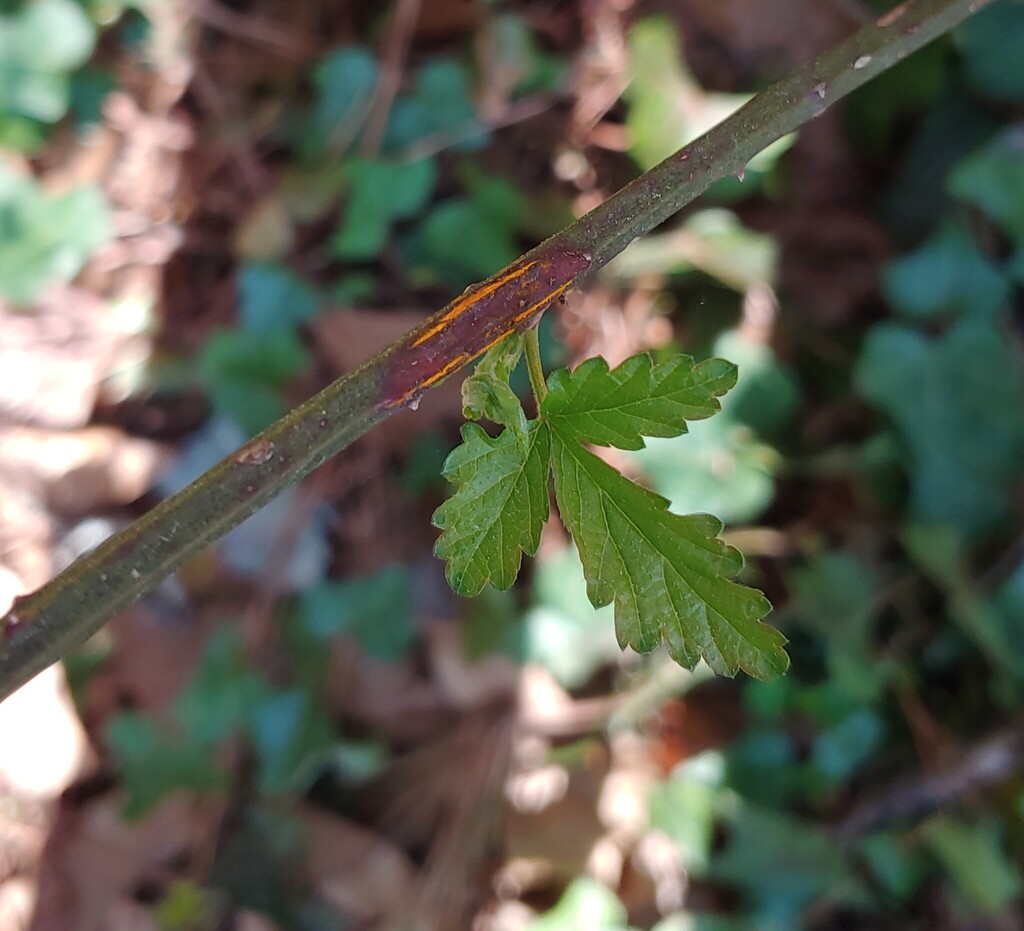 pale bramble rust from Mountain Park, GA, USA on March 23, 2025 at 09: ...