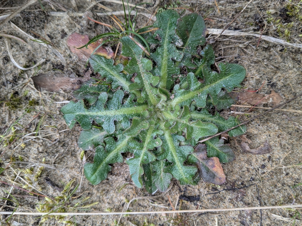 Common Cat's-ear from Newcastle BT33, UK on March 23, 2025 at 03:08 PM ...