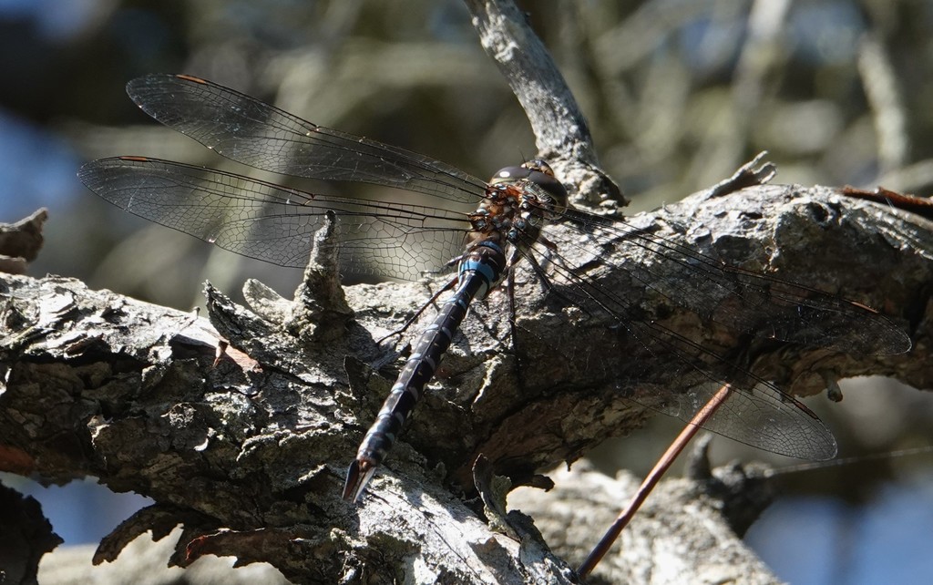 Black-tipped Darner from Bruce County, ON, Canada on August 10, 2019 at ...
