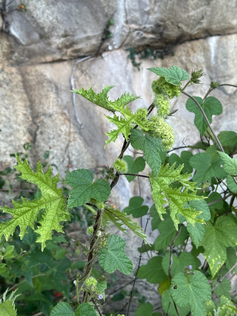 Himalayan nettle from 21, Mashonaland Central, ZW on March 23, 2025 at ...